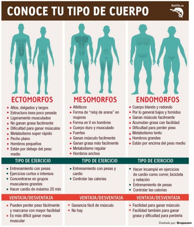 Biotipos o Somatotipo corporal ¿Sabes cuál es el tuyo? | Blog Bulevip