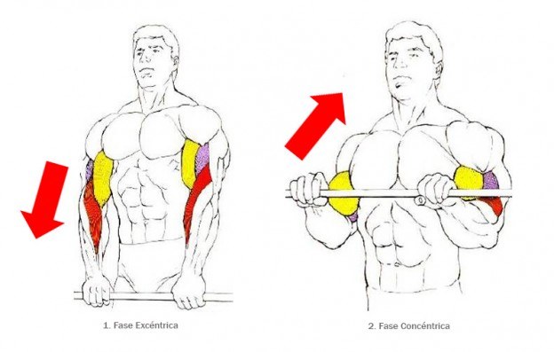 Fase excéntrica y concéntrica de un ejercicio - bulevip.com